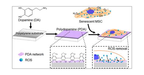 Biofunction Of Polydopamine Coating In Stem Cell Culture Acs Applied