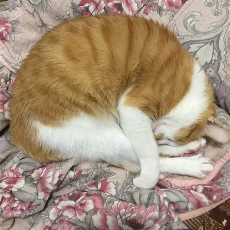 傳藝金曲陳禹安小貝ㄦ 4801658 浪LIVE直播 歌唱才藝直播平台