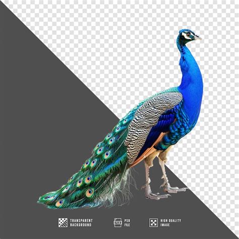 Page 2 Peacock Hind Psd High Quality Free Psd Templates For Download