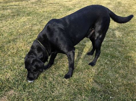 Frog Nose Frogmeddog