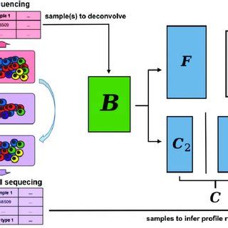 Approach To Semi Deconvolution Using Both Bulk And Single Cell RNA Seq Download Scientific