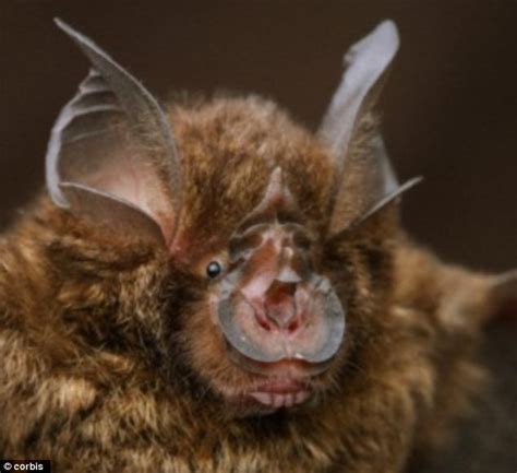 Bats Confirmed As Source Of Sars Virus That Killed 774 And Left 8094