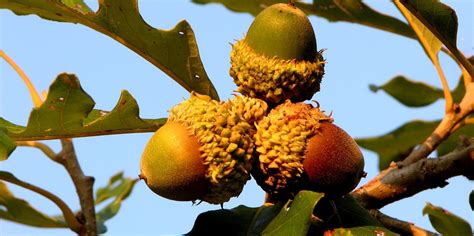 Species Spotlight Quercus Macrocarpa Edge Of The Woods Native Plant Nursery Llc