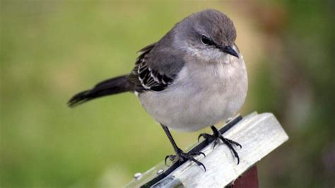 What Bird Is Making Noise At Night Ultimate Guide Birds