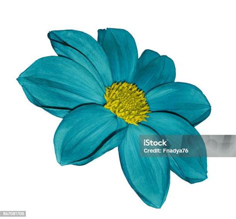화이트에 청록색 꽃 달리아 고립 클리핑 경로와 배경 아니 그림자입니다 근접 촬영입니다 자연입니다 꽃 나무에 대한 스톡 사진 및 기타 이미지 Istock
