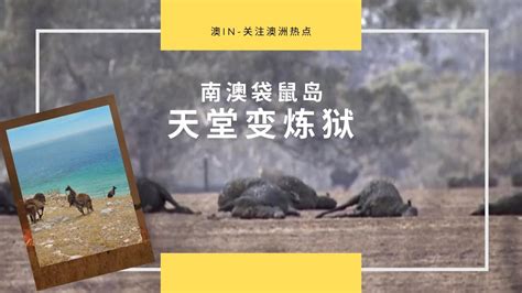 澳洲袋鼠岛山火肆虐 半数考拉和濒危动物或因林火灭绝 Kangaroo Island Fires Youtube