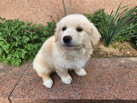 믹스견 모찌 강아지책임분양♥ 강아지파양 고양이파양 유기견무료분양입양 아이조아요양보호소