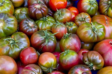 How To Grow ‘cherokee Purple Tomatoes Gardeners Path