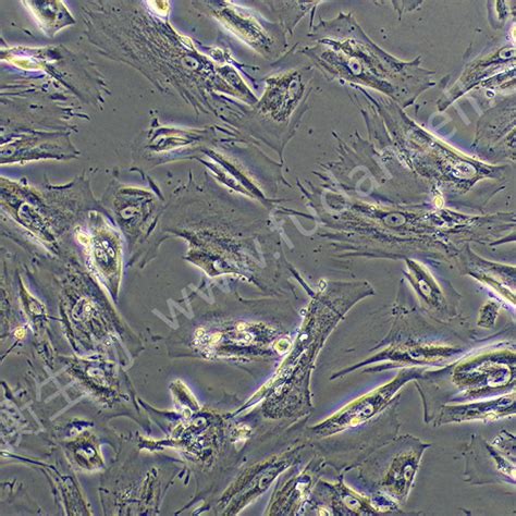 细胞培养试剂 原代细胞、人源细胞、小鼠细胞等细胞培养试剂 上海富衡生物科技有限公司