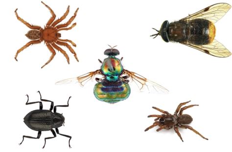 30 Celebrities With Bugs Named After Them Chinook Observer