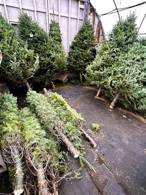 Real Christmas Trees Kool Breeze Farms