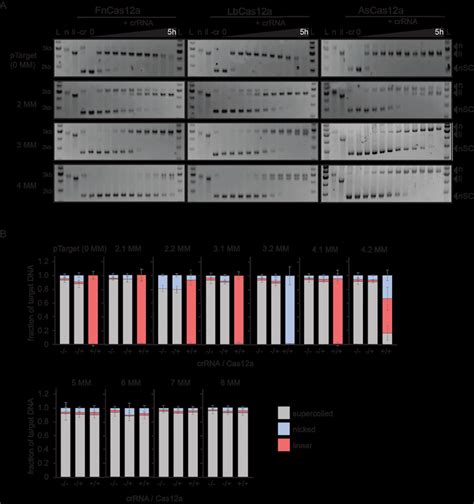 Cas12a Orthologs Have Distinct Nicking Patterns Against Mismatched Download Scientific Diagram