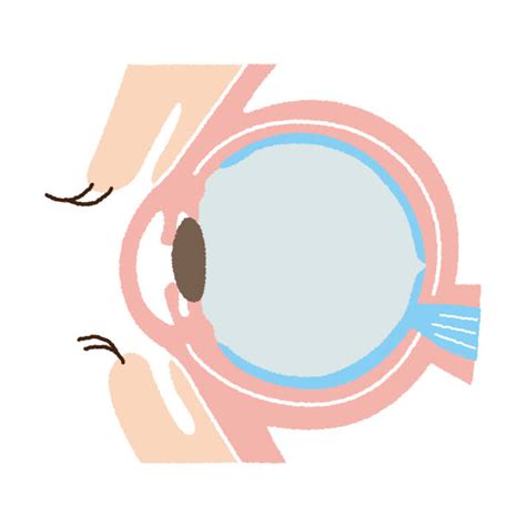 Bulbar Conjunctiva Diagram