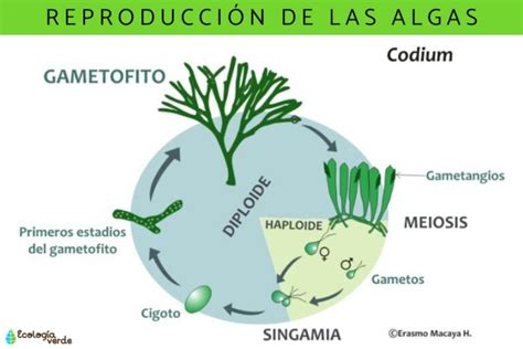 Algae Reproduction Evidence Network
