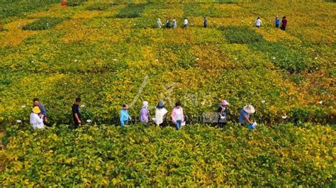 江苏泗阳优选良种 助民增收 人民图片网