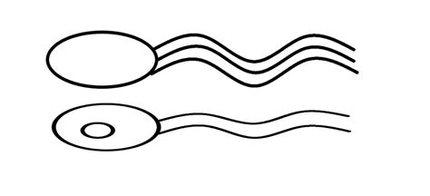 Biology Phospholipids Diagram Quizlet