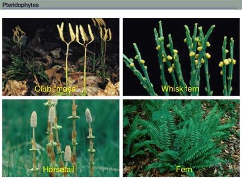 Phylum Lycophyta Examples