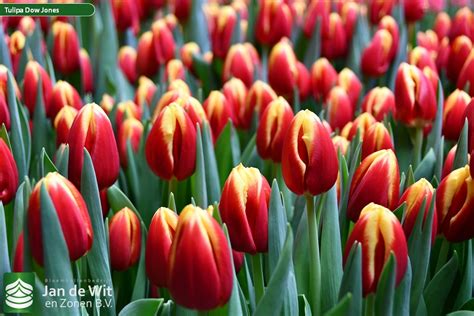Dow Jones ® | Tulip | Jan de Wit en Zonen B.V.