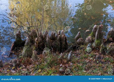 Roots From Tree Grow Upwards On Lake Stock Image Image Of Grass Forest
