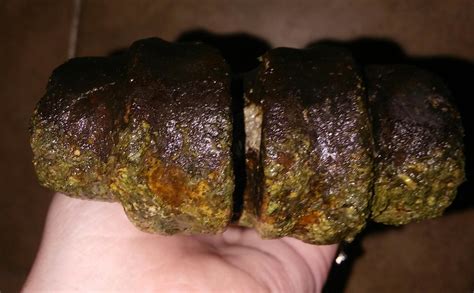 Finally A New Trip Report Pleistocene Fossil Hunting Trips The Fossil Forum