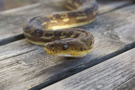 Malayopython Timoriensis Dkpythons