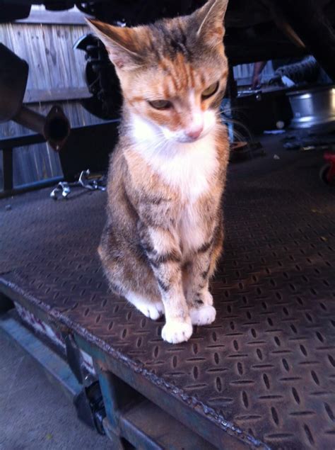 Tinkerbell The Cat Tinkerbell Cat Twitter