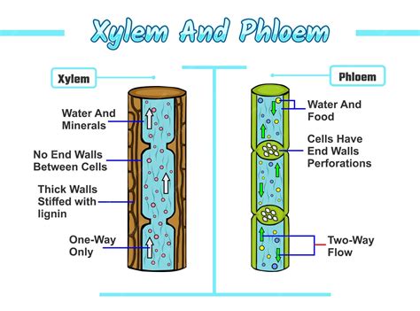 Phloem And Xylem