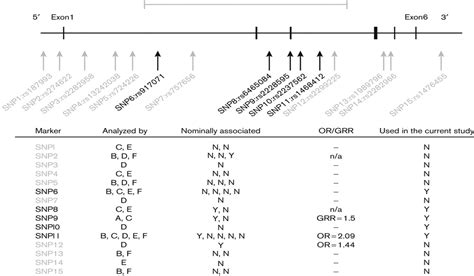 Dna Sequence Variants In The Metabotropic Glutamate Receptor