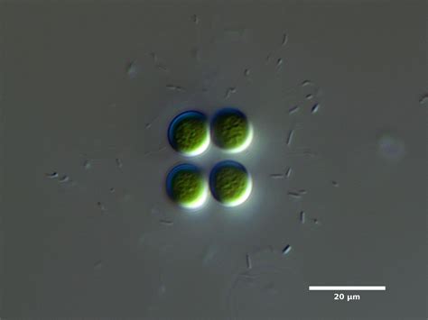 Chroococcus