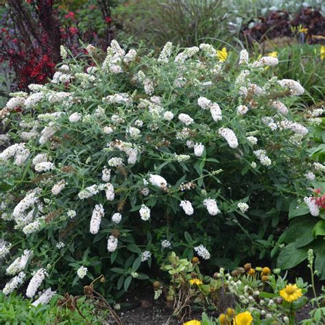 White Profusion Butterfly Bush Gurneys Seed And Nursery Co