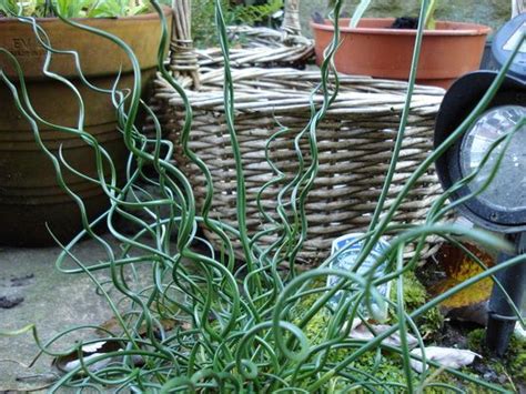 Curly Grass Grows On You Outdoor Gardens Garden Plants Grass