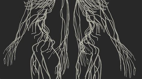 Female Nervous System 3d Model 79 3ds Blend C4d Fbx Max Ma