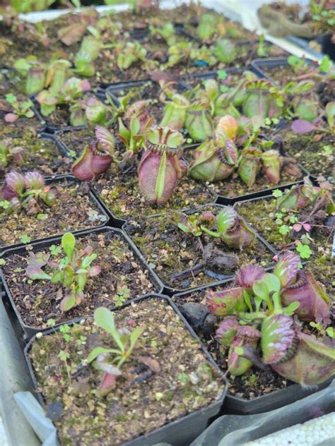 Chilango Expo Plantas Carnívoras 2026 Cdmx Cuándo Dónde Y Qué Habrá