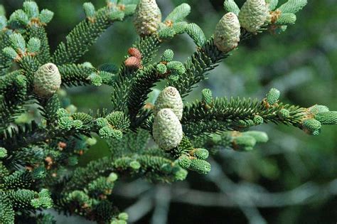 Types Of Coniferous Trees 30 Examples Wildlife Informer