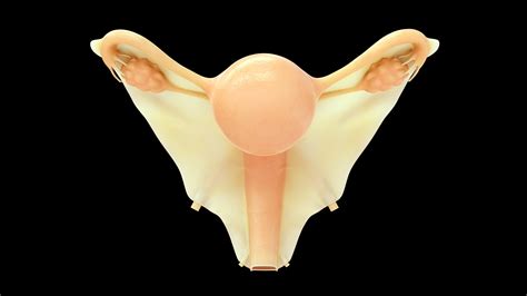 Female Reproductive System Model Turbosquid 2309896