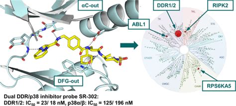 选择性双盘状蛋白结构域受体 Ddrp38 激酶化学探针的开发journal Of Medicinal Chemistry X Mol