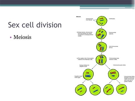 PPT How Are Genes Passed Down PowerPoint Presentation Free Download ID