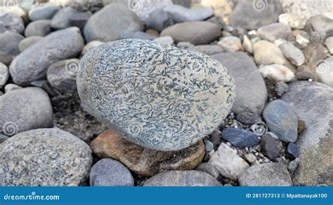 Beautiful Natural Algae Fossil On Stone Stock Image Image Of Side