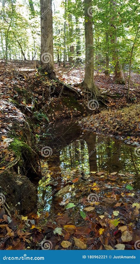 Beautiful Stream With Trees In The Woods Stock Image Image Of Stream Creek