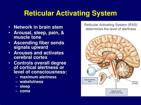 Where Is The Reticular Activating System