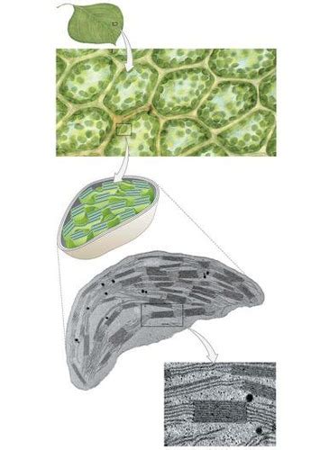 Bio 112 Exam 3 Flashcards Quizlet