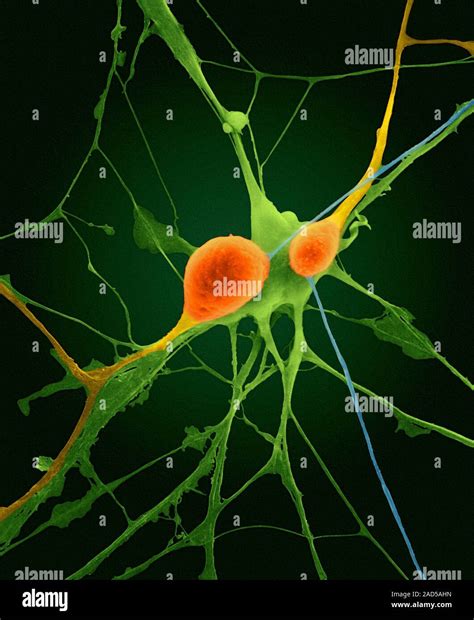 Pyramidal Neurons From The Central Nervous System Growing On A