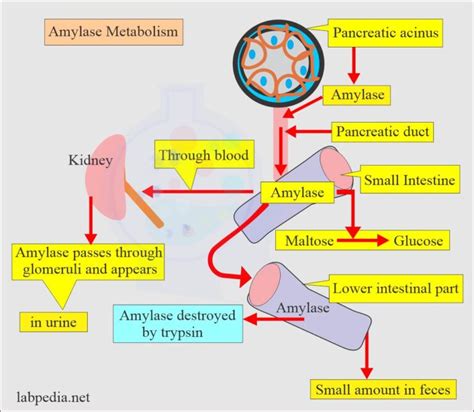 Pancreatic Functions And Acute Pancreatitis