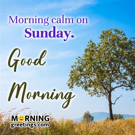 Good Morning Happy Sunday Images To Spread Joy Morning Greetings