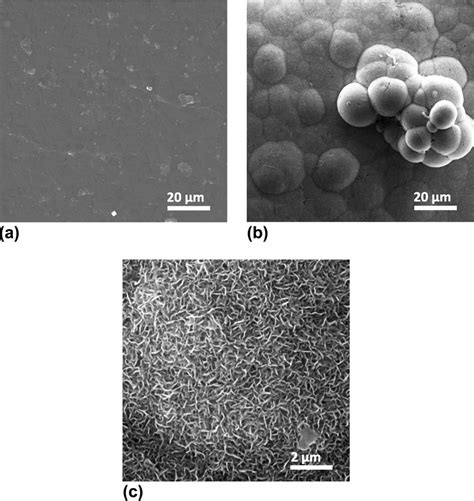 8 Sem Micrographs Of Polymeric Films After 30 Days Immersion In Sbf For Download Scientific