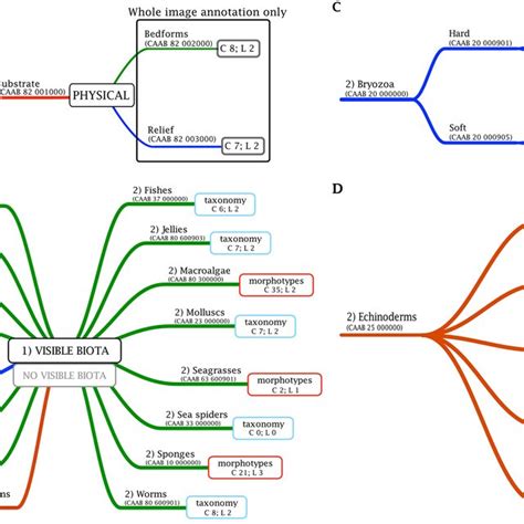 Overview Of The Coarsest Levels Of The Catami Classification Scheme For