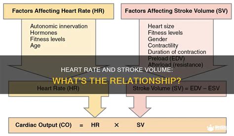Heart Rate And Stroke Volume Whats The Relationship Medshun
