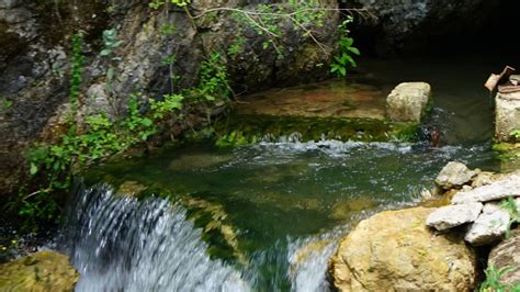 Защо плуването е полезно за вашето куче Новини бг