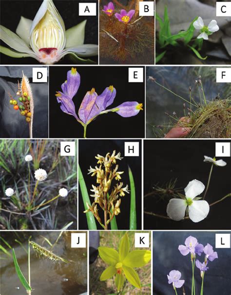 Angiosperms Monocots Examples Angiosperms Definition Types