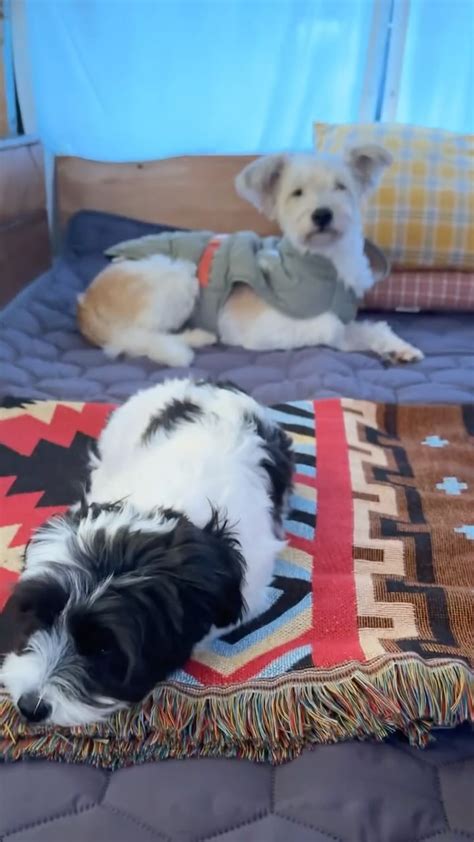 나는오늘 🐶반려견과 함께 캠핑and차박하기 좋은 곳🔅 바다 바로 앞 울창한 소나무 숲 아래에서 캠핑차박을 할 수 있는 조금